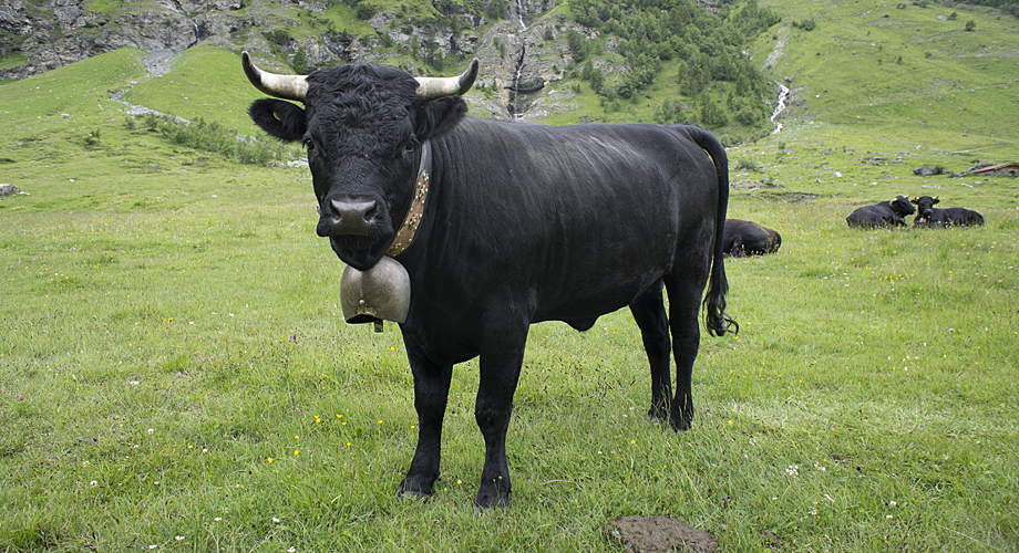 Eringer – Waltz-Fotos